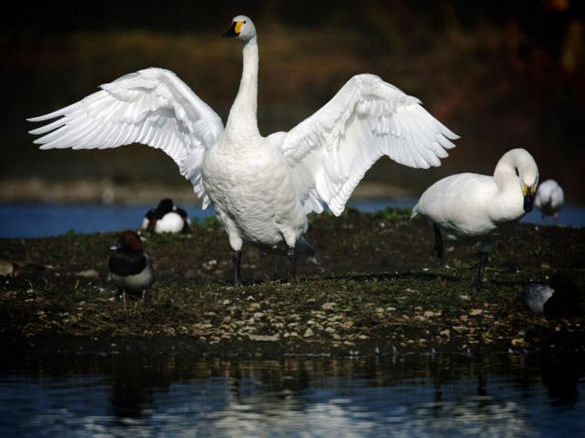 Rare Bewick’s swan numbers fall by a third | The Independent | The ...