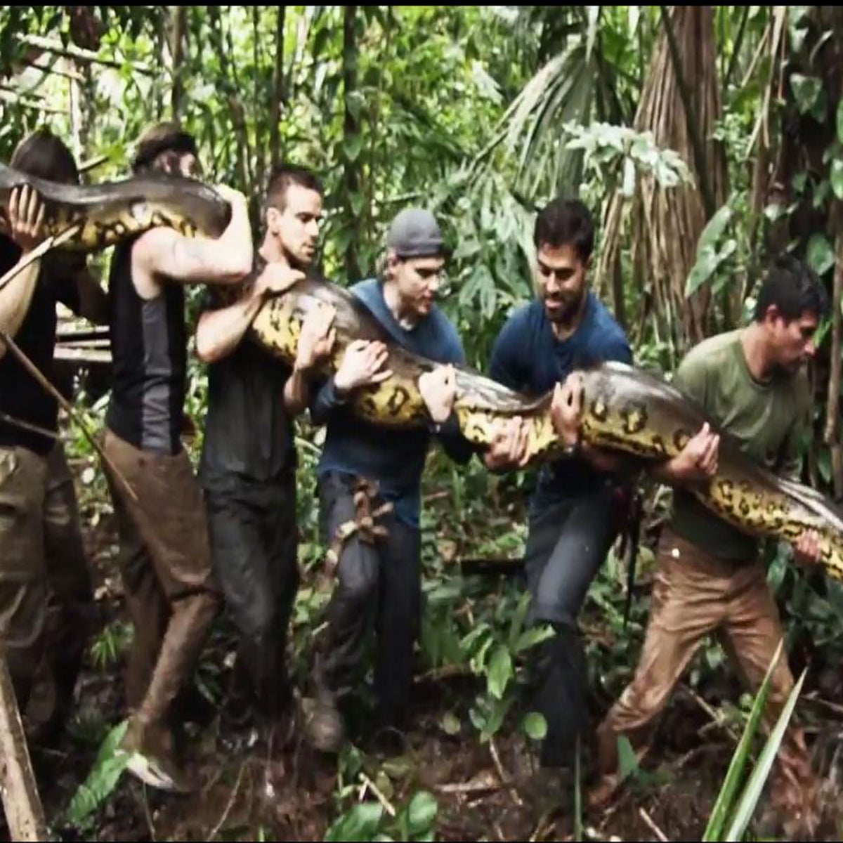 Man Eaten By Anaconda What Is The Biggest Snake In The World?