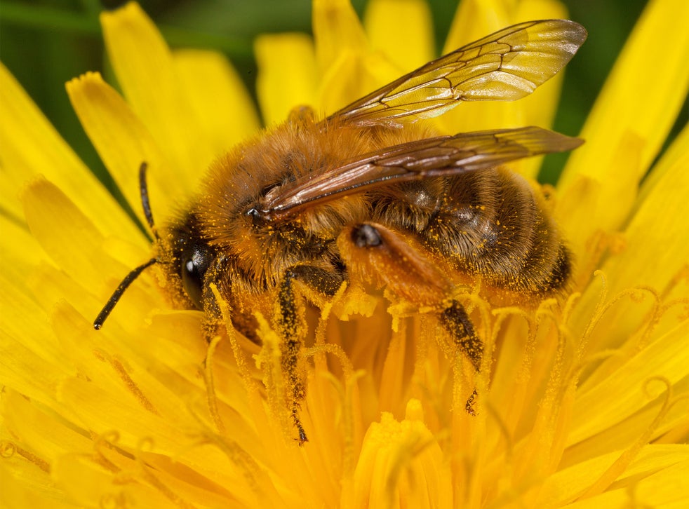Higher temperatures may result in fewer bees, scientists claim | The ...