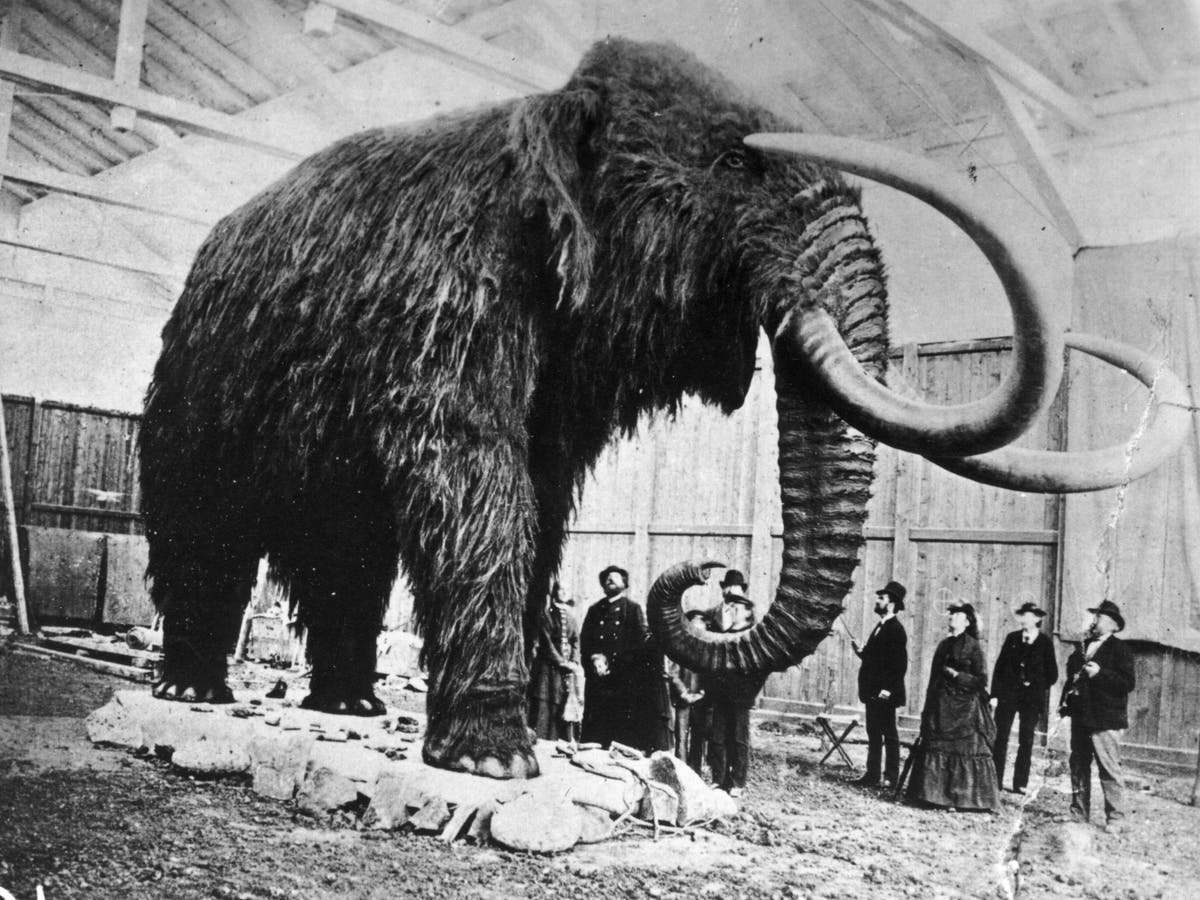 Woolly mammoth cloning war: Scientists are divided over the ethics of ...