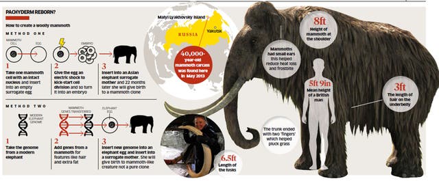 Woolly mammoth cloning war: Scientists are divided over the ethics of ...