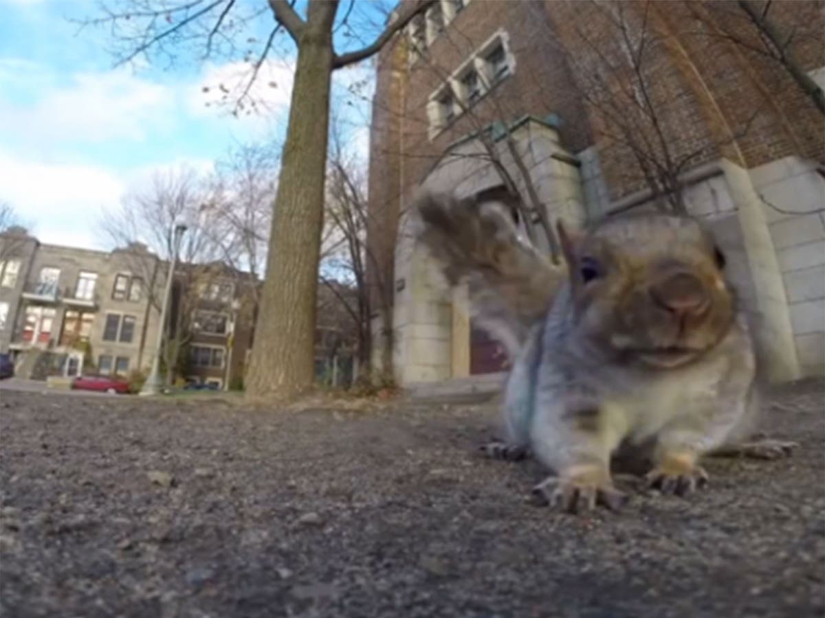 Video: Squirrel steals GoPro camera | The Independent | The Independent