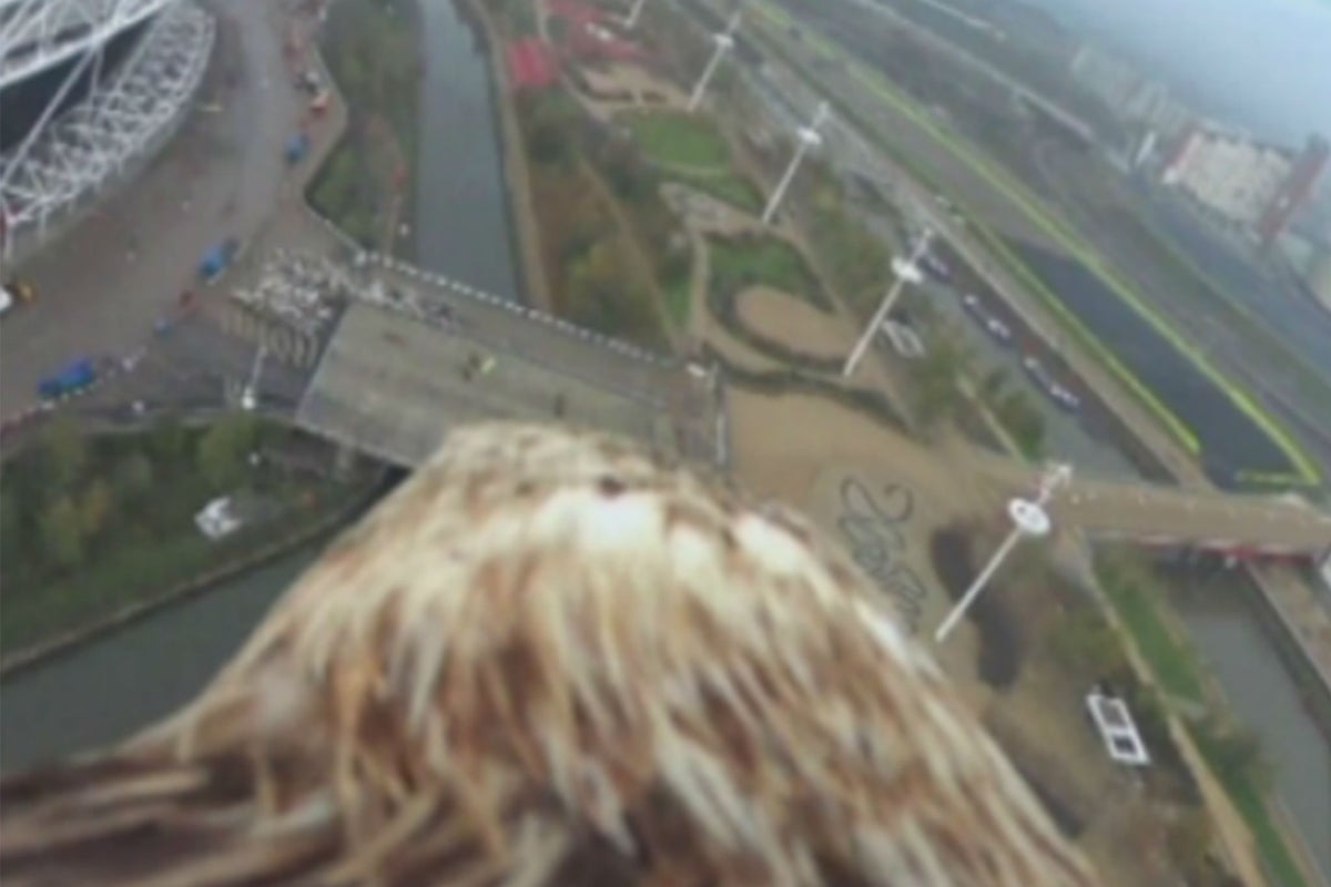 Video: GoPro eagle flies over London | The Independent | The Independent