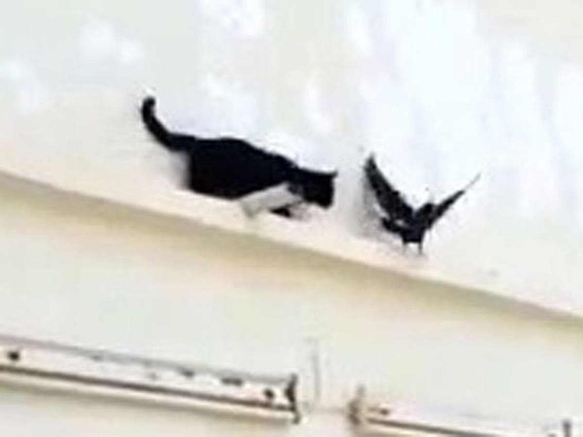 Video: Watch crafty pigeon cleverly outsmart hungry cat | The ...