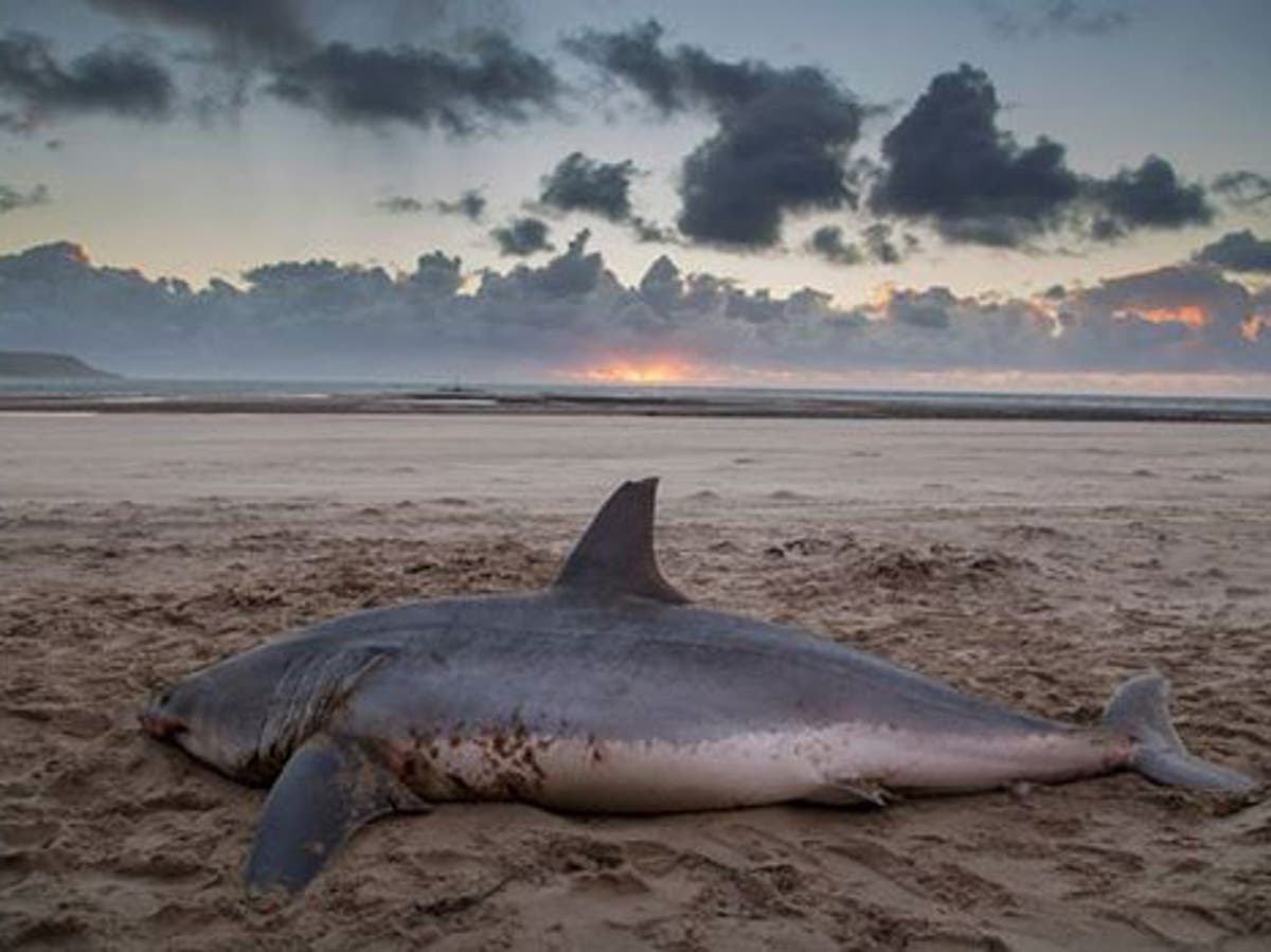 Big, 'beautiful' Mako shark found washed up dead on Welsh beach | The ...