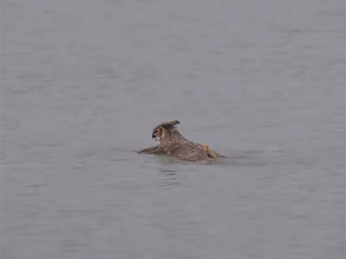 Video: Owl swims to safety | The Independent | The Independent