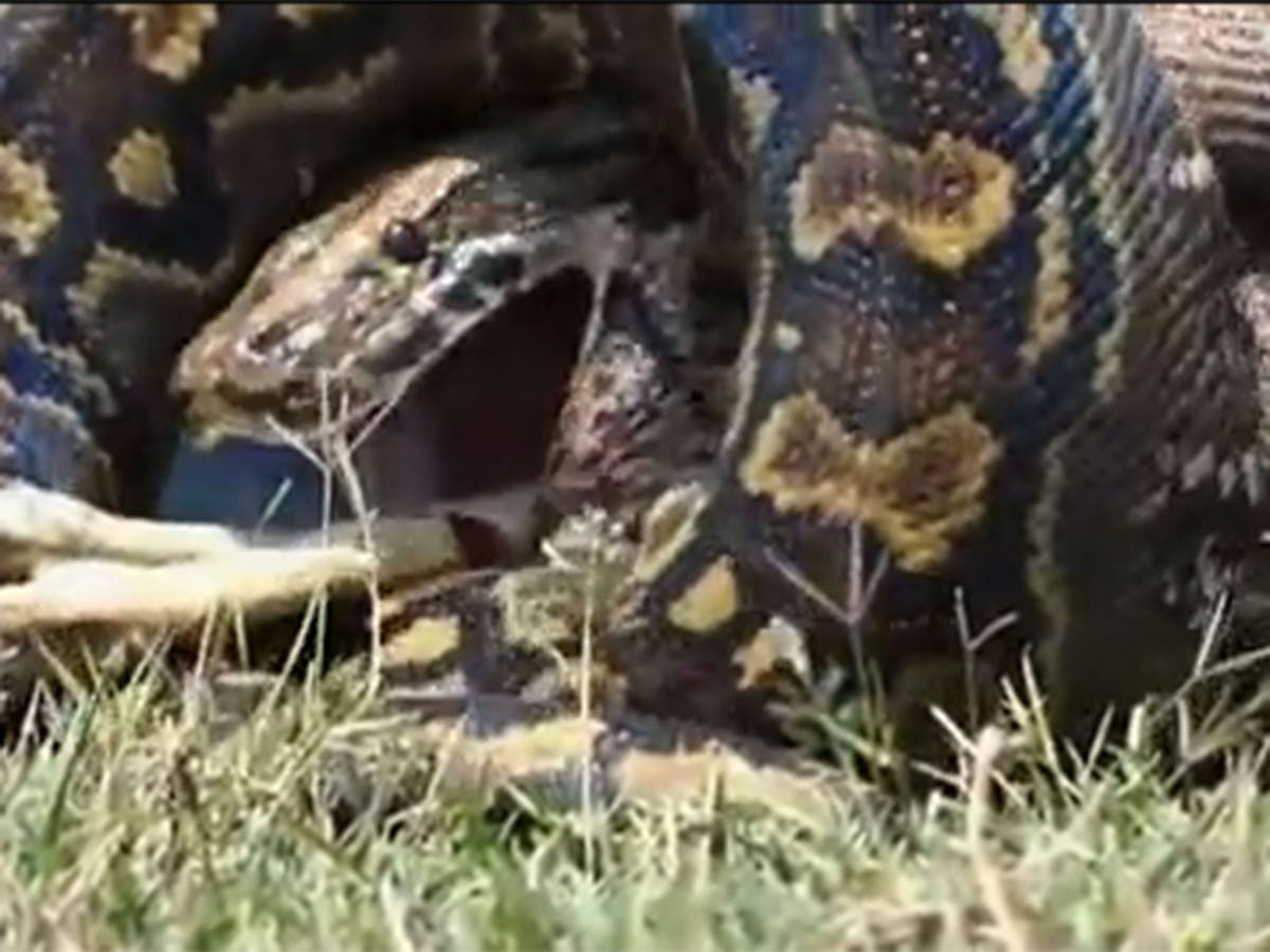 Video: Watch massive African python swallow baby impala whole | The ...