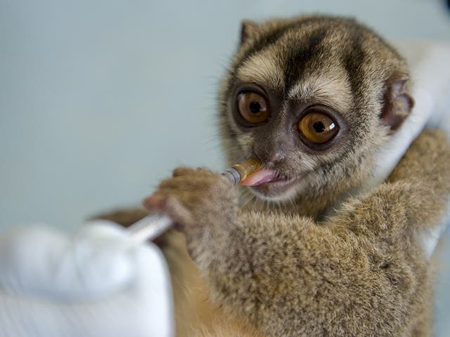 10 animal rights victories of 2014 | The Independent | The Independent