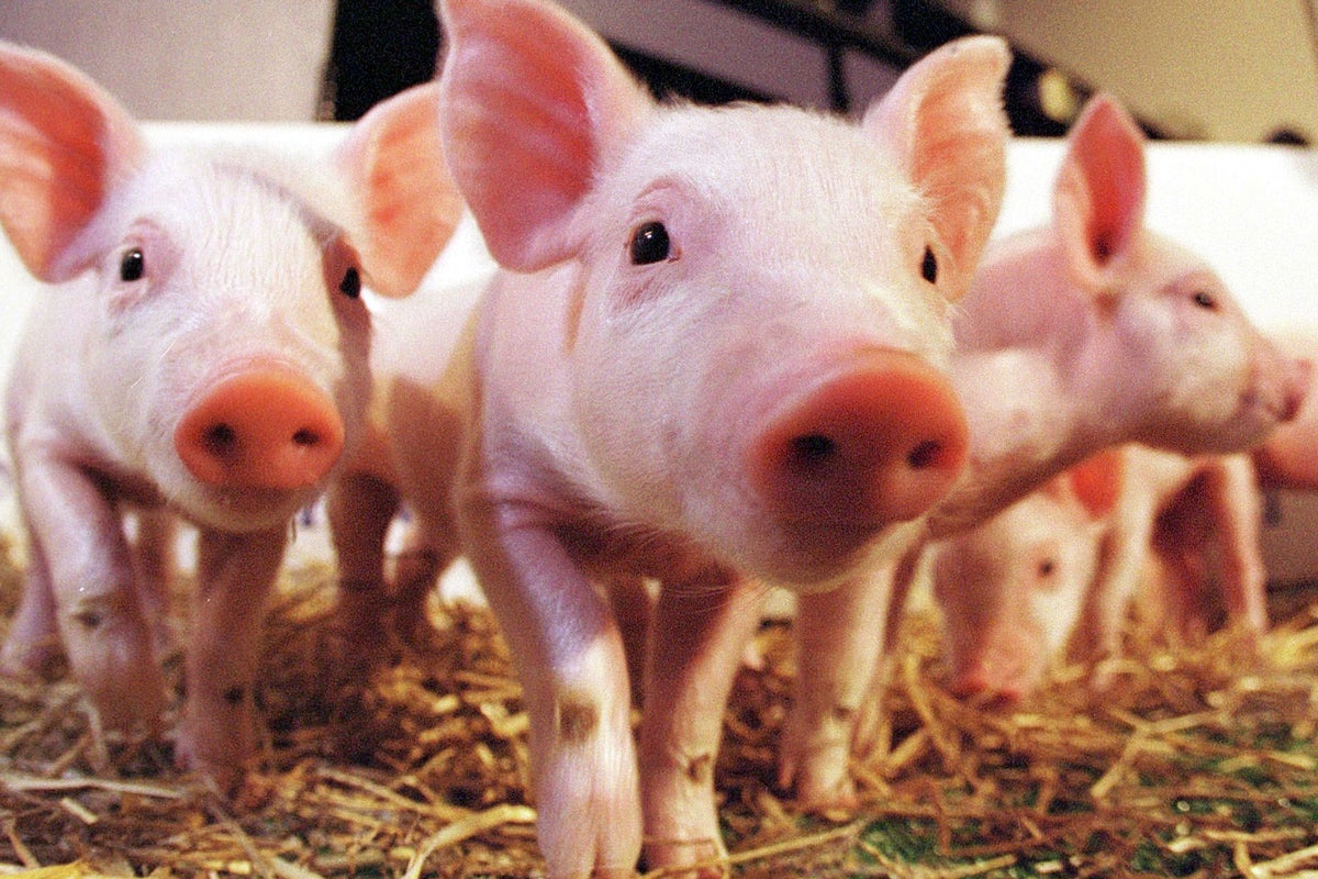 Scientists shot live pigs in the head to measure blood-spatter patterns ...