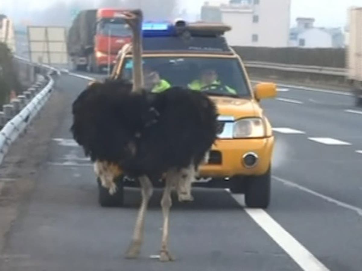 Video: Rogue ostrich causes commotion by racing cars on busy Chinese ...