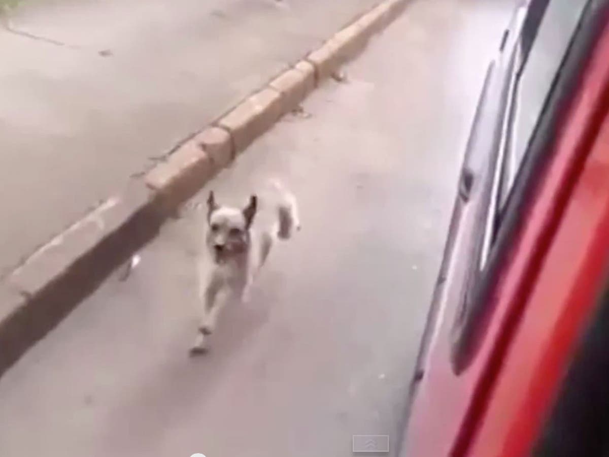 Video shows incredibly loyal dog chasing ambulance his owner is inside ...