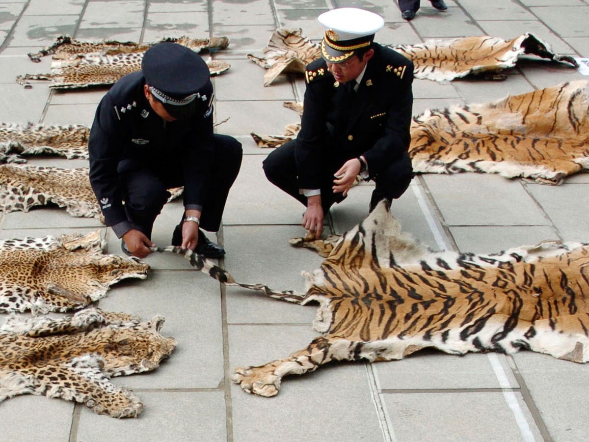 Chinese tiger slaughter tour organiser who killed endangered animals ...