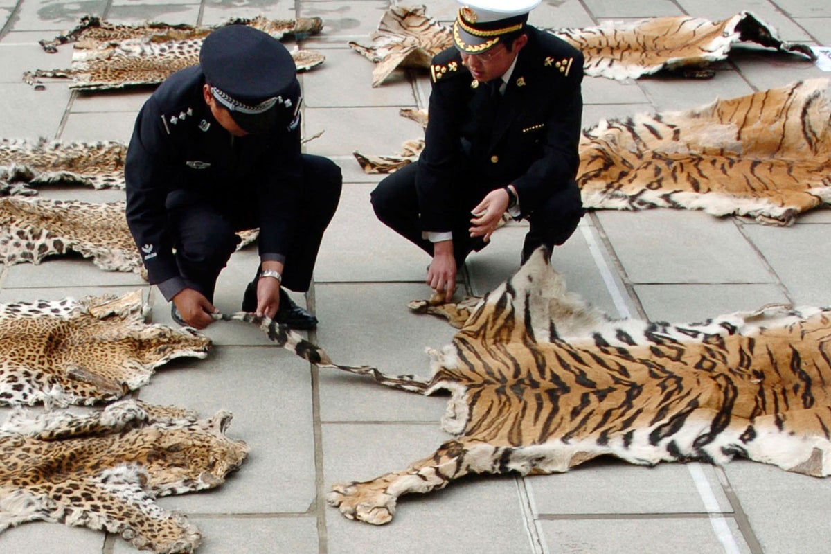 Chinese tiger slaughter tour organiser who killed endangered animals ...