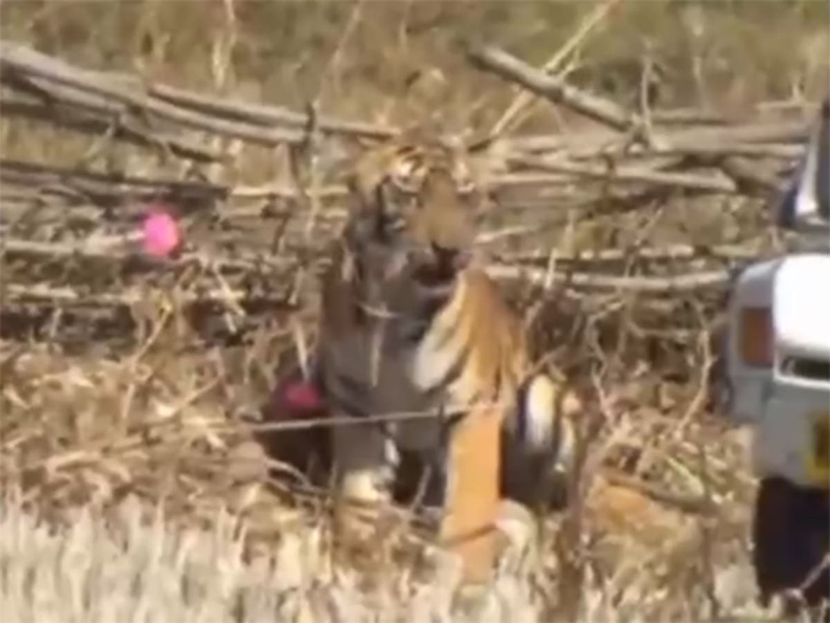 Video: Tiger gets stuck in a fence | The Independent | The Independent