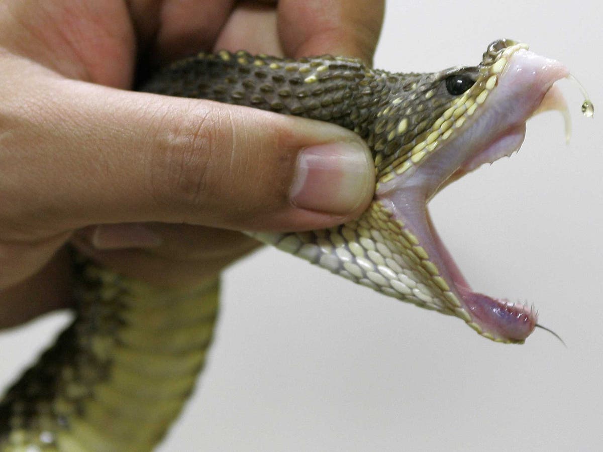 Scientists developing universal snake bite anti-venom | The Independent ...
