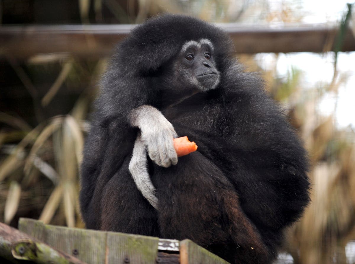 Gibbons may communicate as our ancestors did, scientists say | The ...