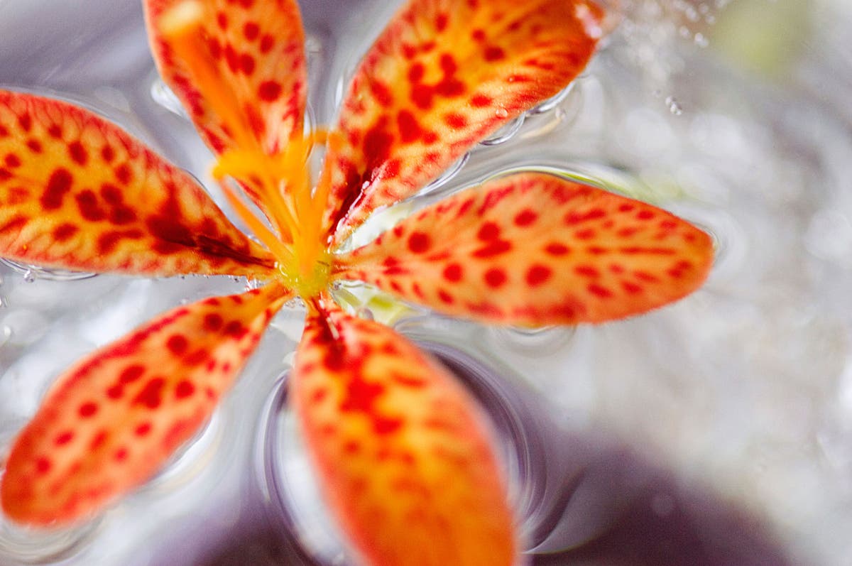 The Vegetarian by Han Kang; trans. Deborah Smith, book review: Strong ...