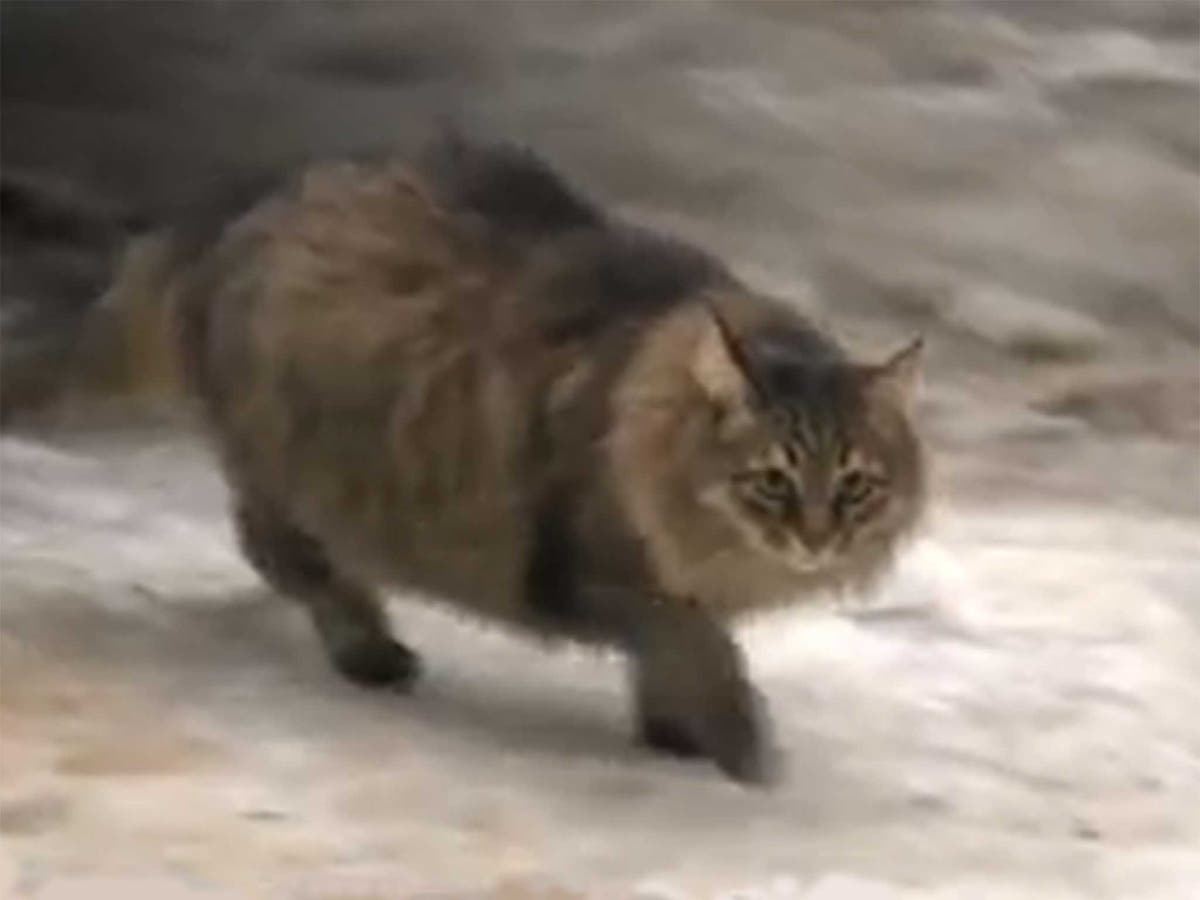 Russian cat called Masha saves baby abandoned in the cold | The ...