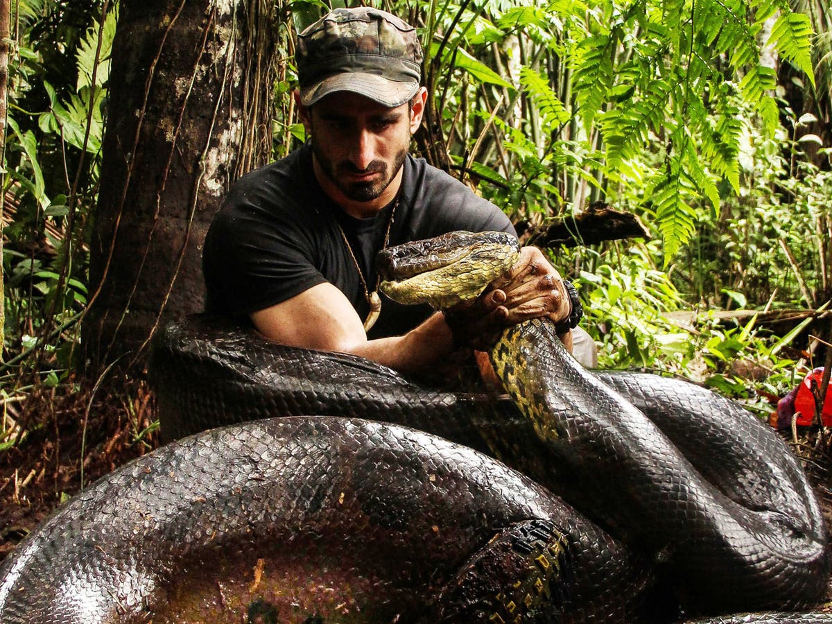 Eaten Alive: Can the Discovery Channel recover from a series of fear ...