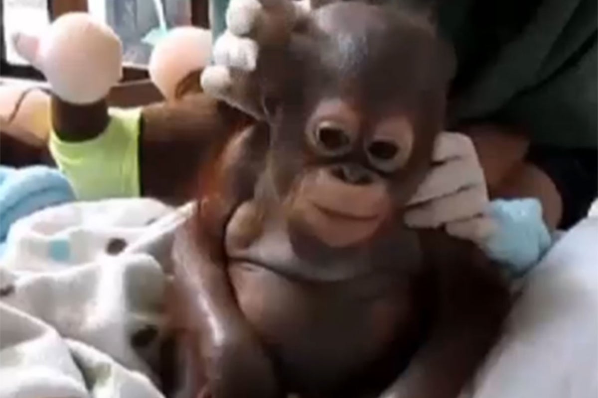Video: Crying baby orangutan saved | The Independent | The Independent