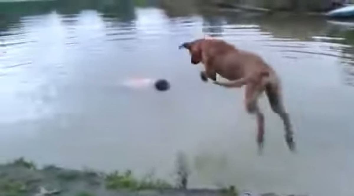 Dog thinks owner is drowning in lake, dives in and tries to pull him ...