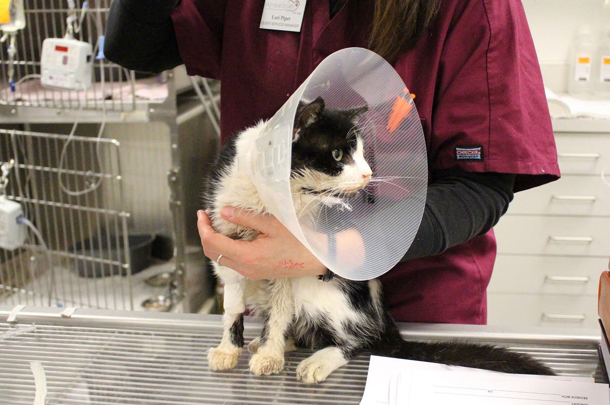 Bart The Zombie Cat Making Full Recovery Following Return From The Grave The Independent