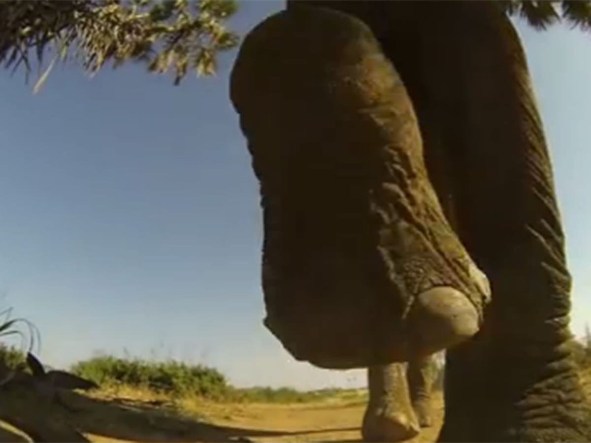 Video: Watch rogue bull elephant crush photographer's GoPro on Kenyan ...