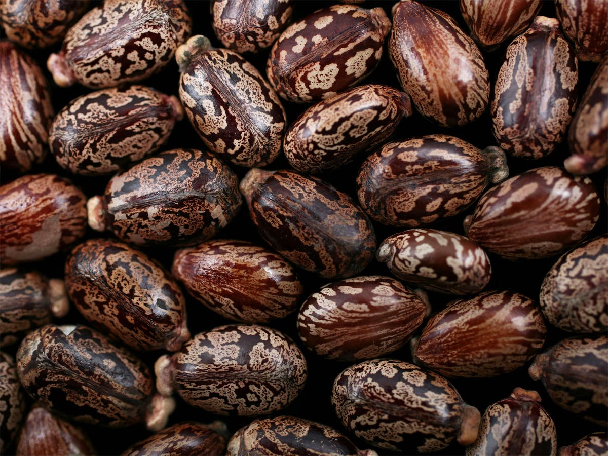 Mohammed Ammer Ali: FBI sting caught man who tried to buy deadly ricin ...