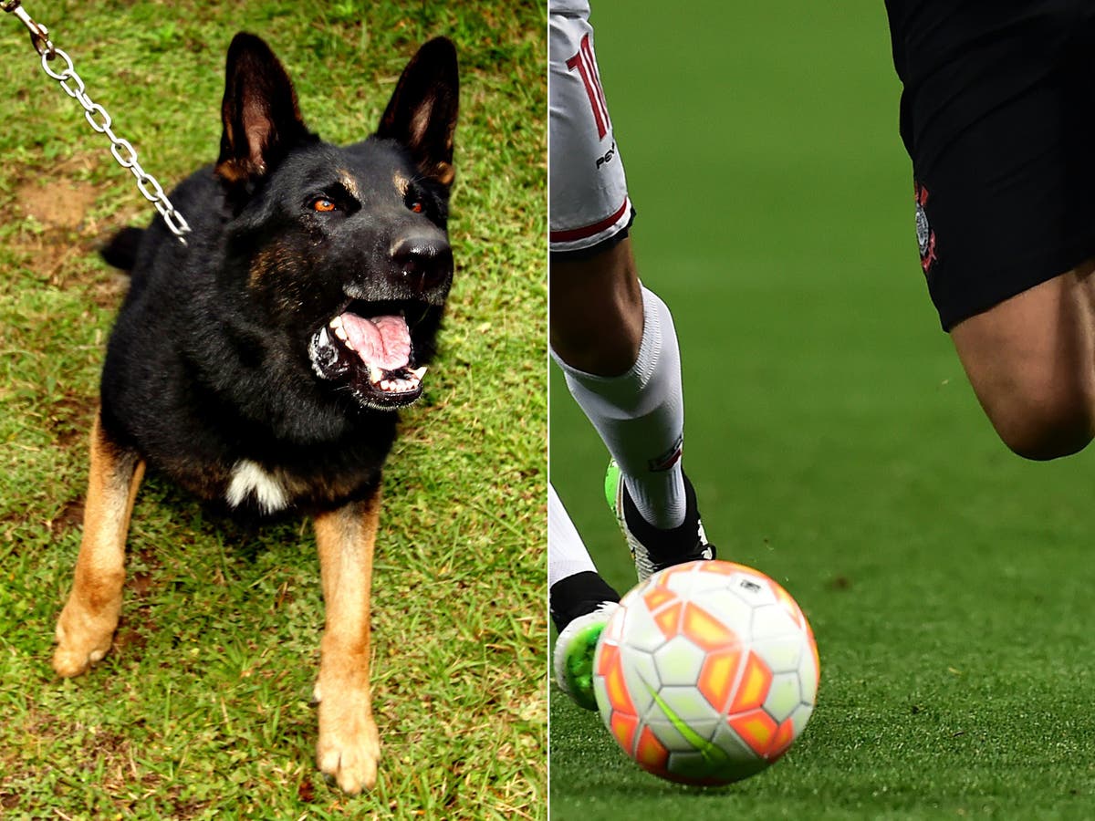 Footballer bitten by police dog during match then taken to hospital for ...