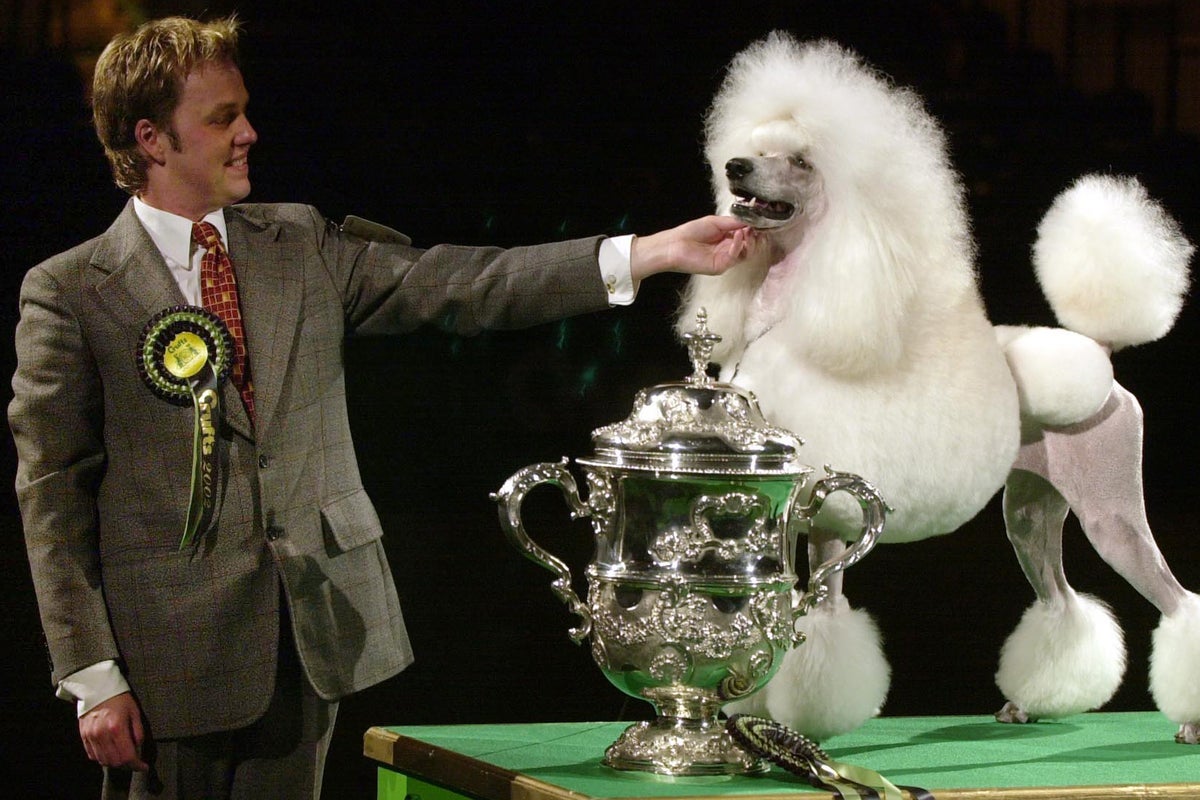 Crufts 2015: The truth about hairspray and the dirty foreign tricks ...