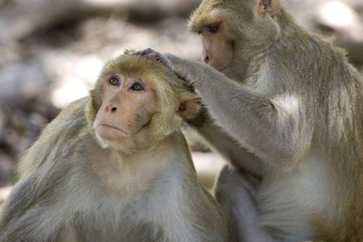 Deadly bacteria release sparks concern at Louisiana primate lab | The ...