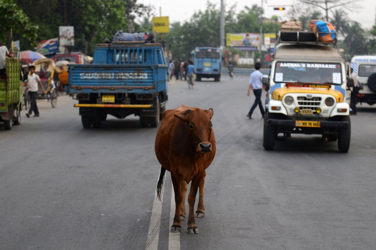 Beef banned in Maharashtra, India: Five things you need to know | The ...