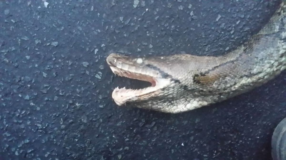 Manchester python: Police seek witnesses over mystery of 16ft snake ...