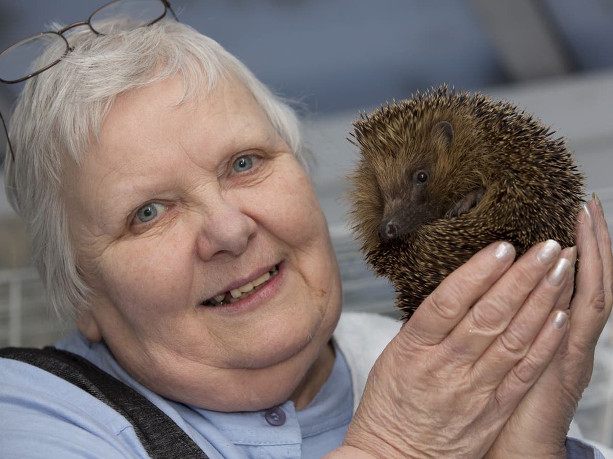Page 3 Profile: Barbara Roberts, hedgehog saviour | The Independent ...