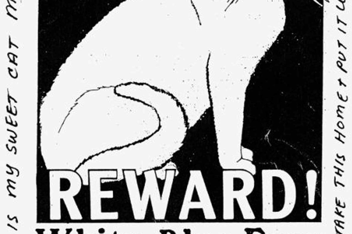 missing pet poster template uk