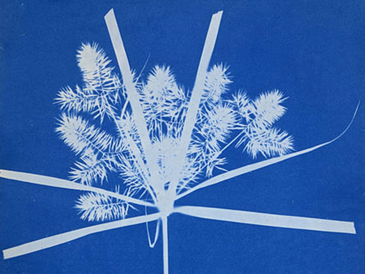 Anna Atkins' 216th Birthday: The botanist and photographer's beautiful ...