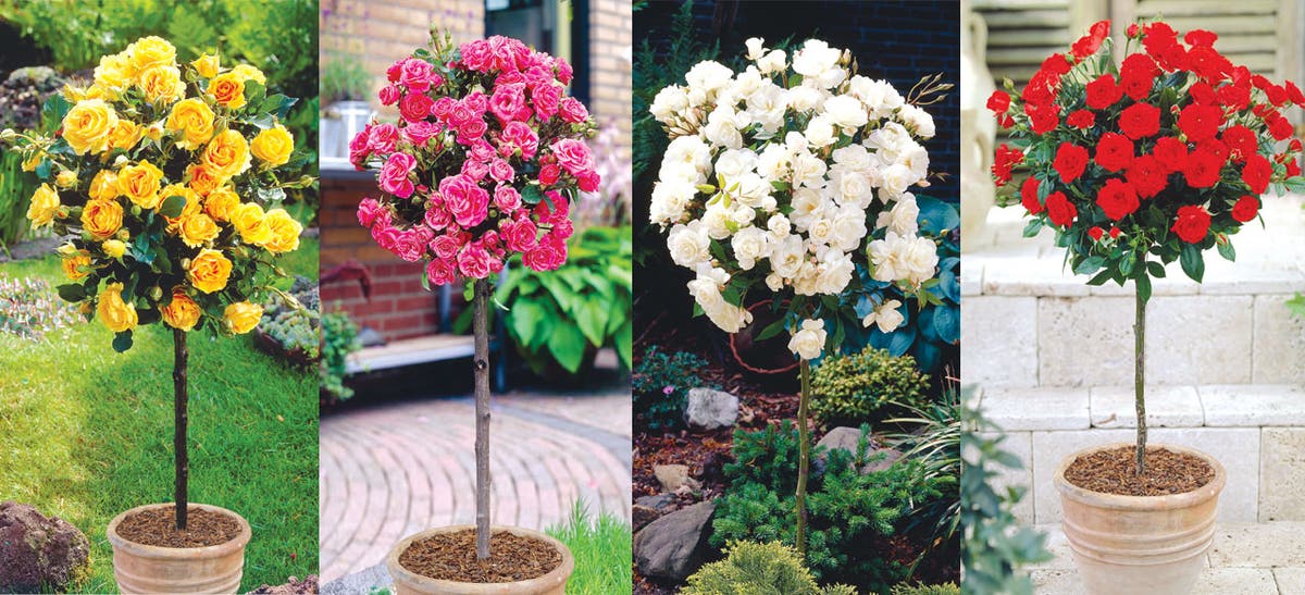 Win a Patio Standard Rose Collection | The Independent | The Independent