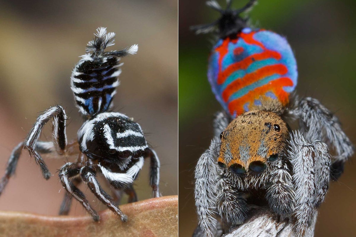 'Sparklemuffin' and 'Skeletorus' spider species discovered by ...