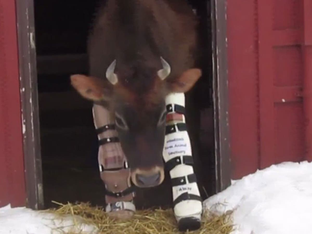 Video: Two-legged 'Fawn the Cow' takes first steps on prosthetic front ...