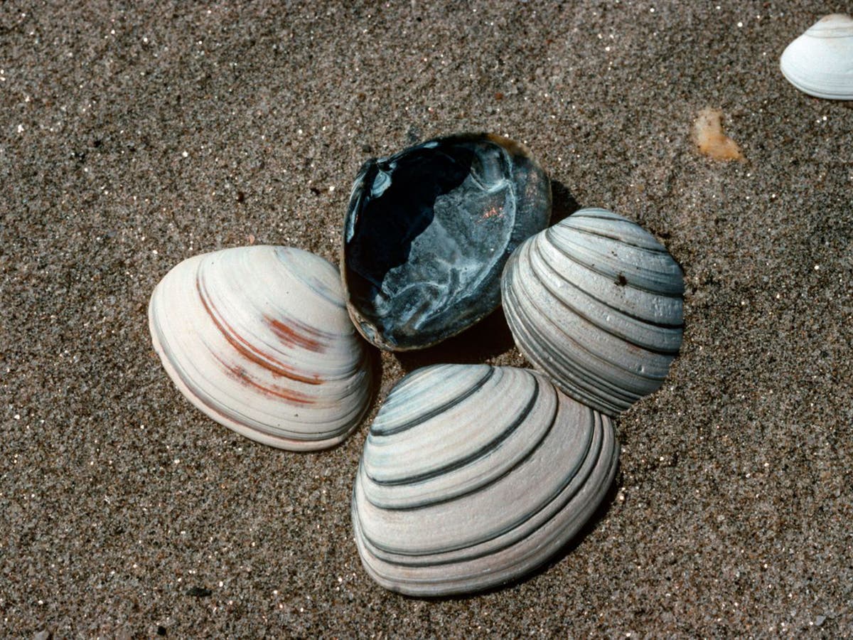 Human waste blamed for turning one in 10 of Britain's male clams into ...
