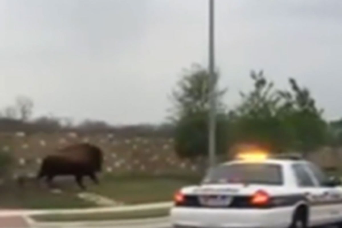 Serial escapee bison filmed being chased by police after fleeing its ...