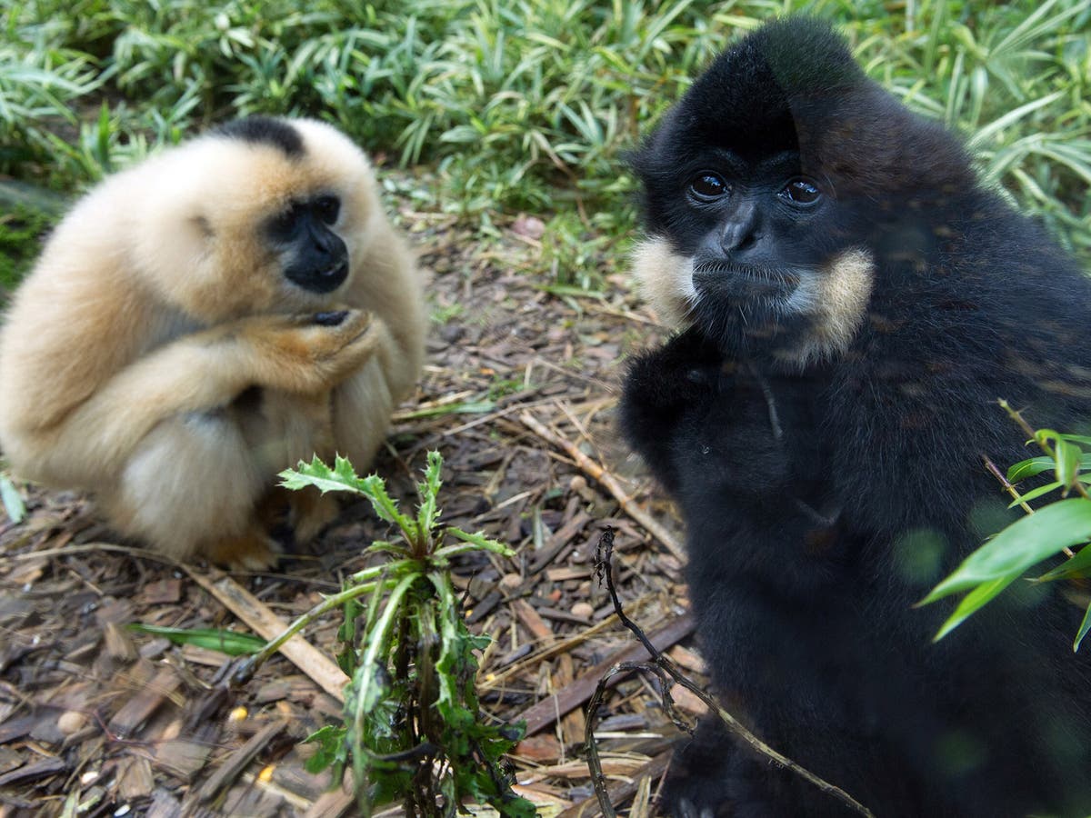 Scientists decipher the secrets of gibbon 'speech' | The Independent ...