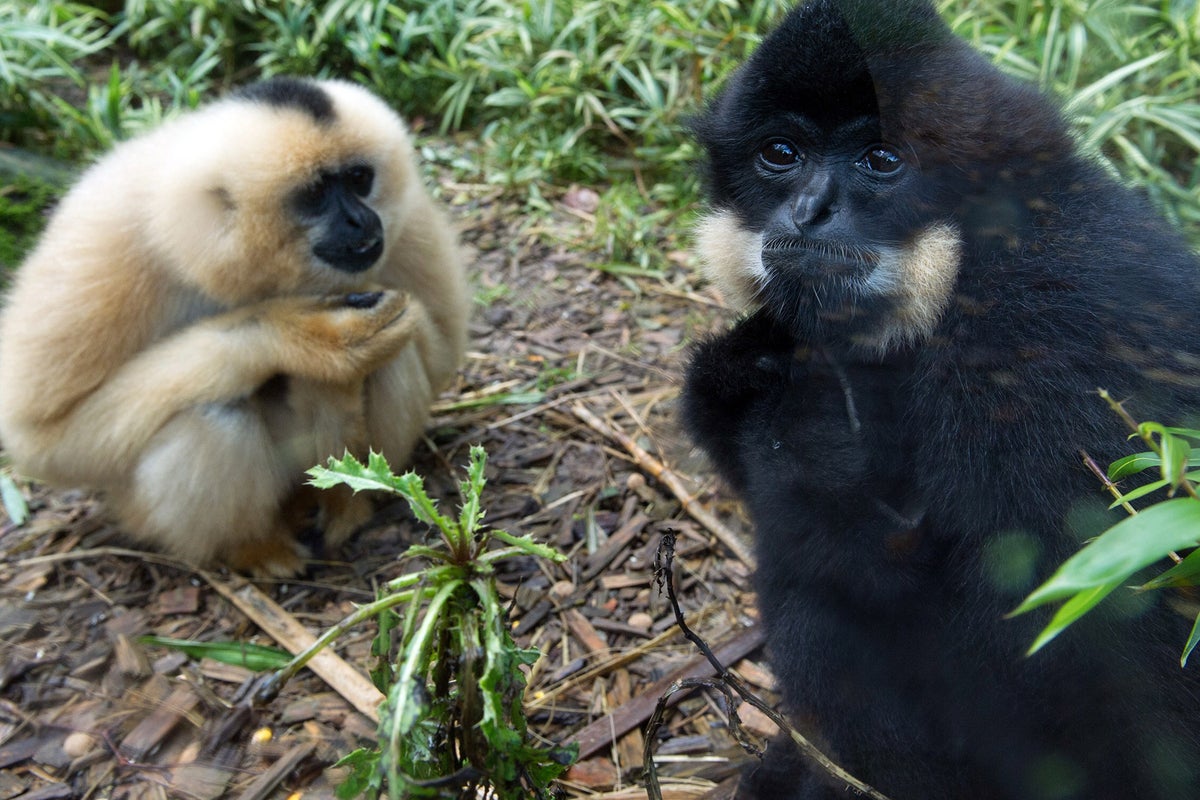 Scientists decipher the secrets of gibbon 'speech' | The Independent ...