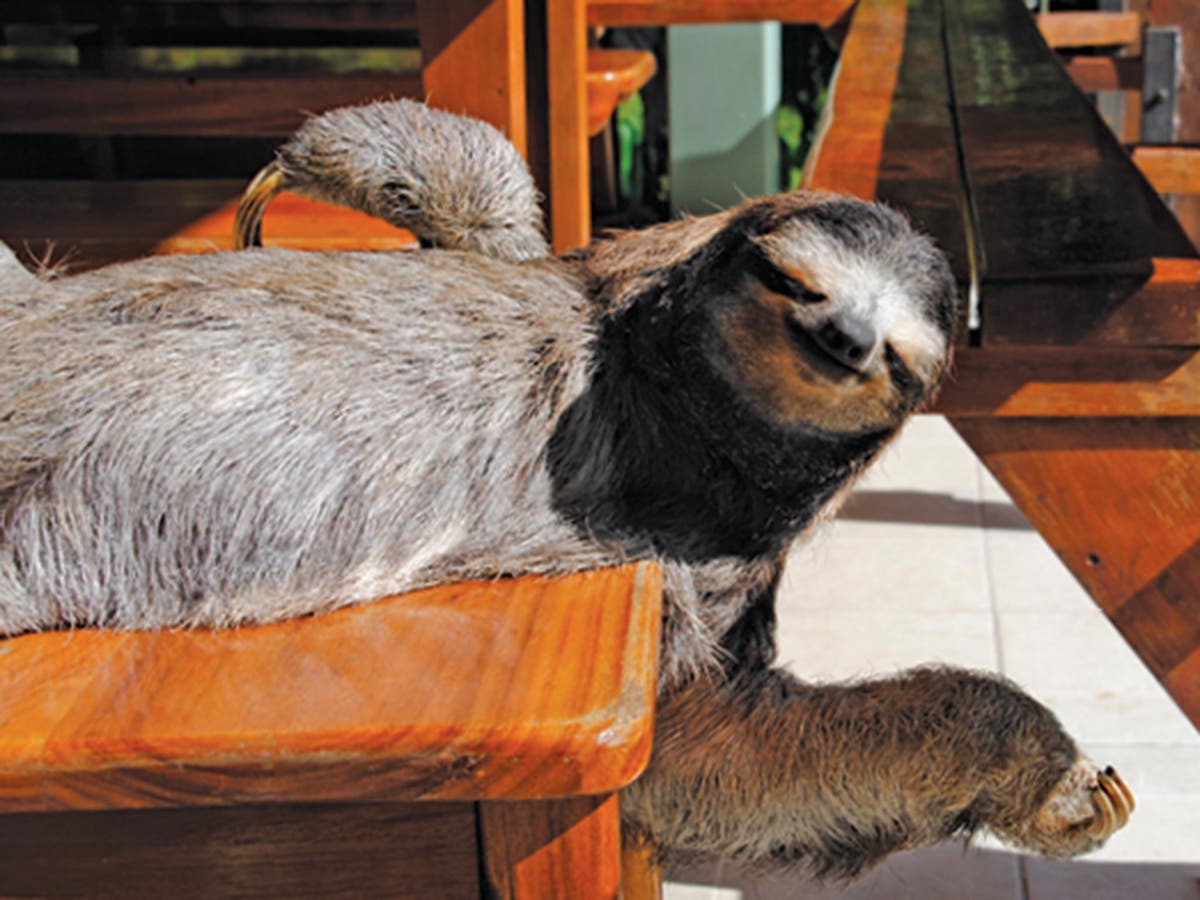 American Apparel’s latest campaign star is a furry three-toed sloth ...