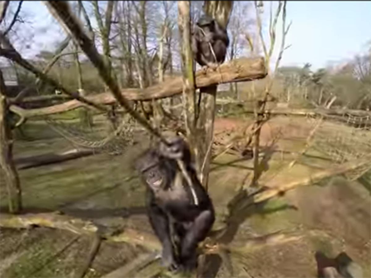 Watch camera shy chimp filmed using tree branch to bat drone out of sky ...