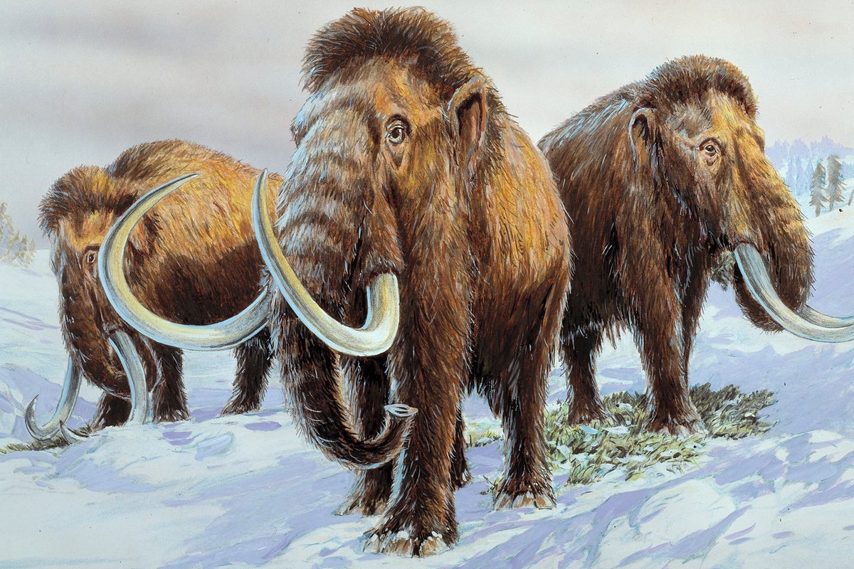 Woolly mammoths’ genes decoded, bringing clues to how they died out and ...