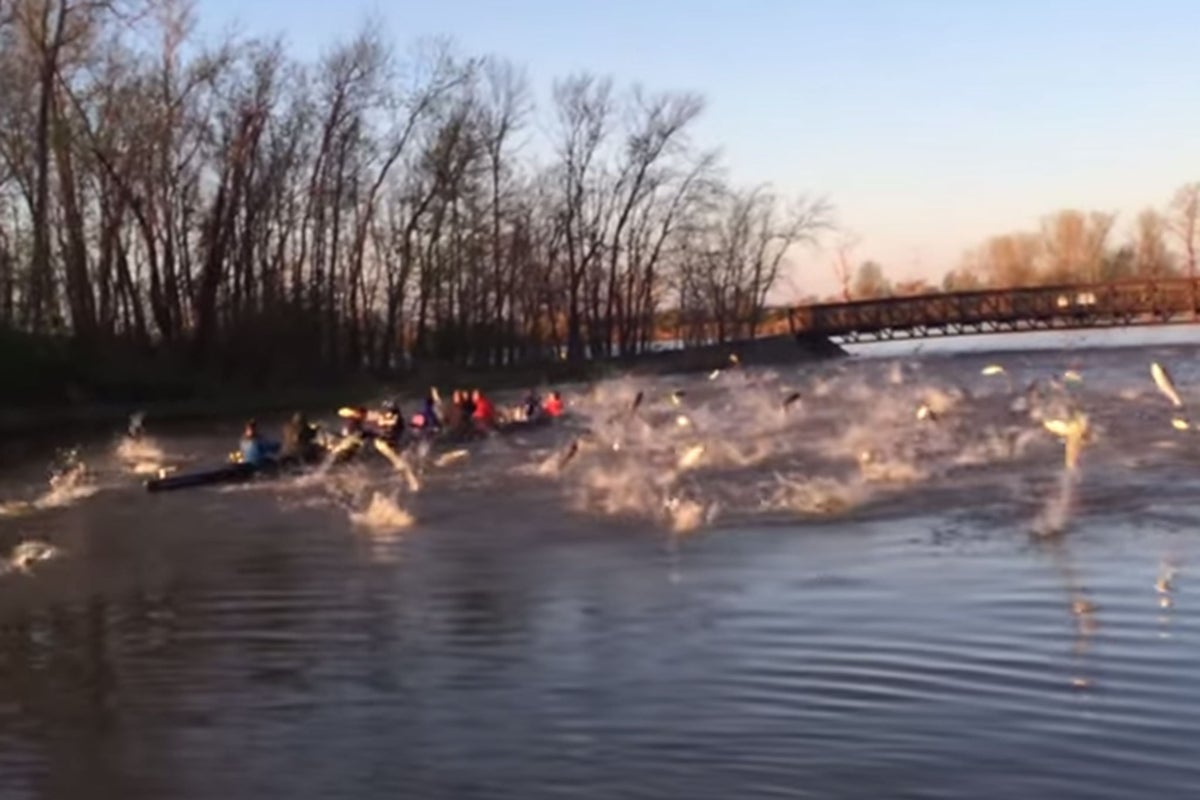 Dozens of flying fish attack Washington University rowing team in ...