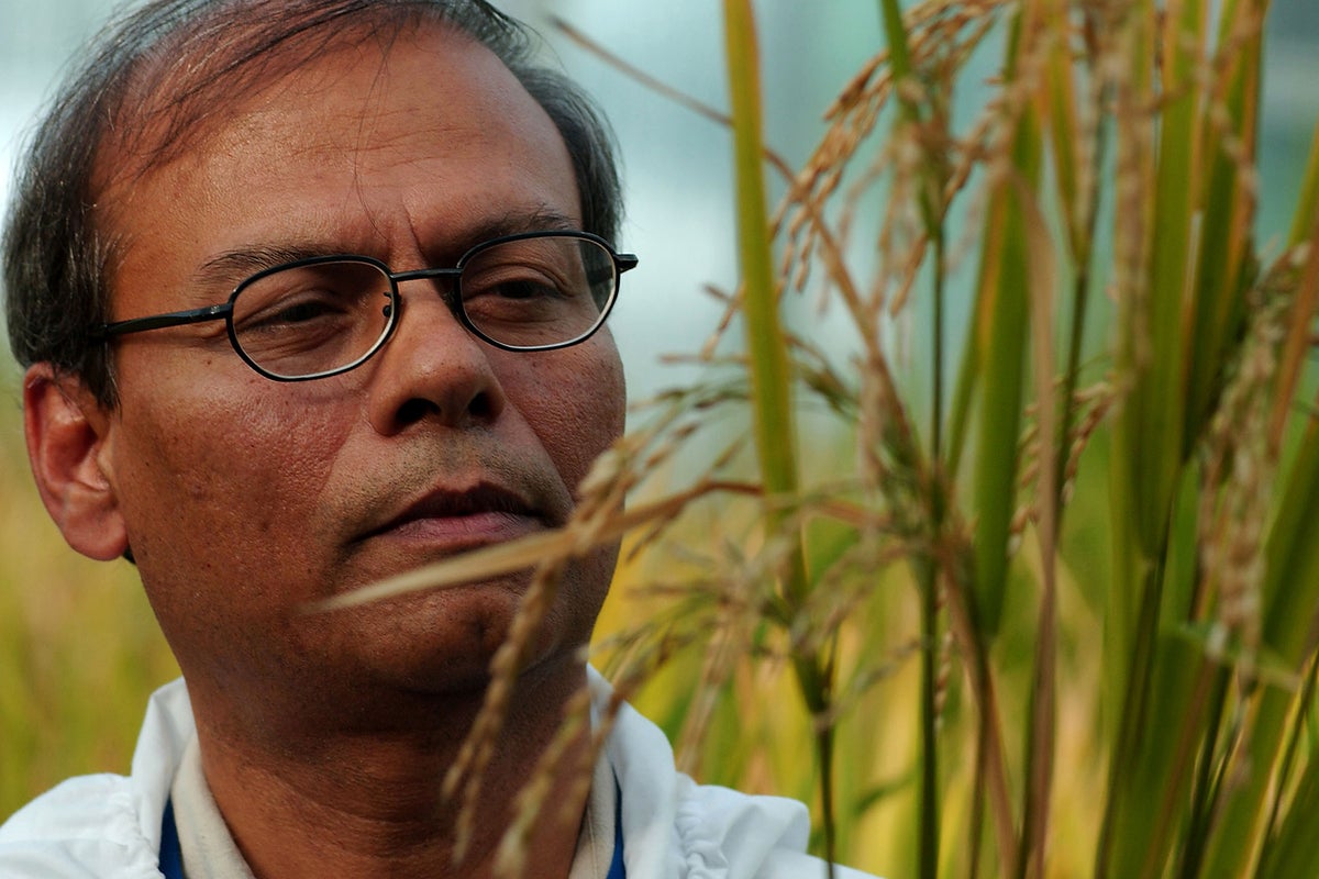 Scientists behind 'golden rice' GM crop to receive humanitarian award ...