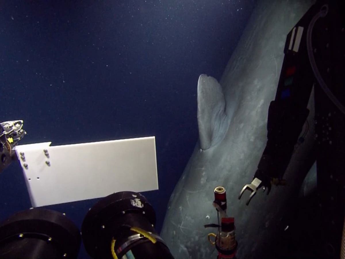 Rare up close footage captures sperm whale as it circles ROV 2000m ...
