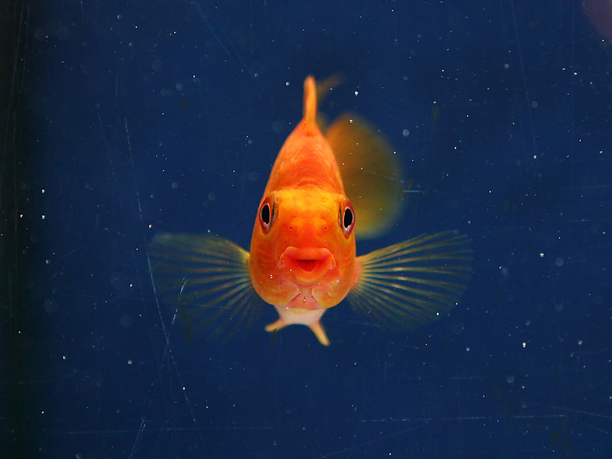 There’s new evidence about how mice — and people — evolved from fish ...